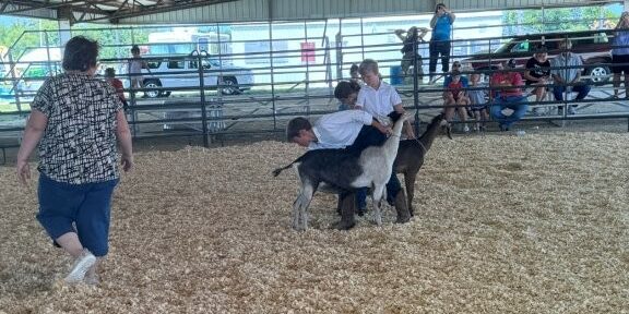 4H/FFA Dairy and Working Goats - The Boone County Fair
